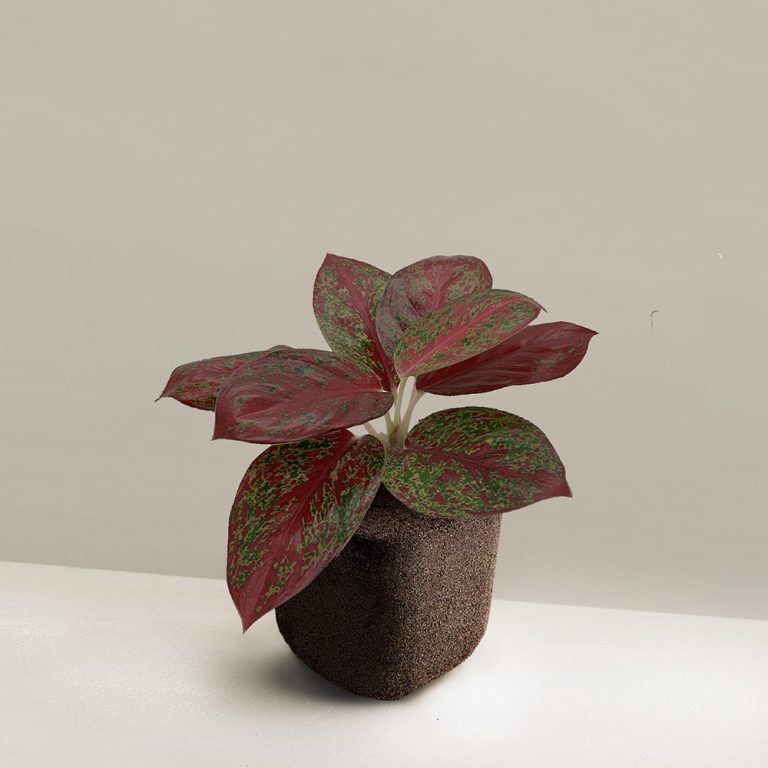 Plant Care - Midorie Malaysia