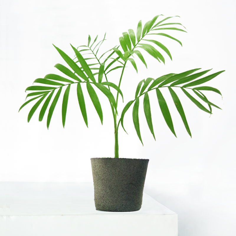 All Pafcal Plants - Midorie Malaysia